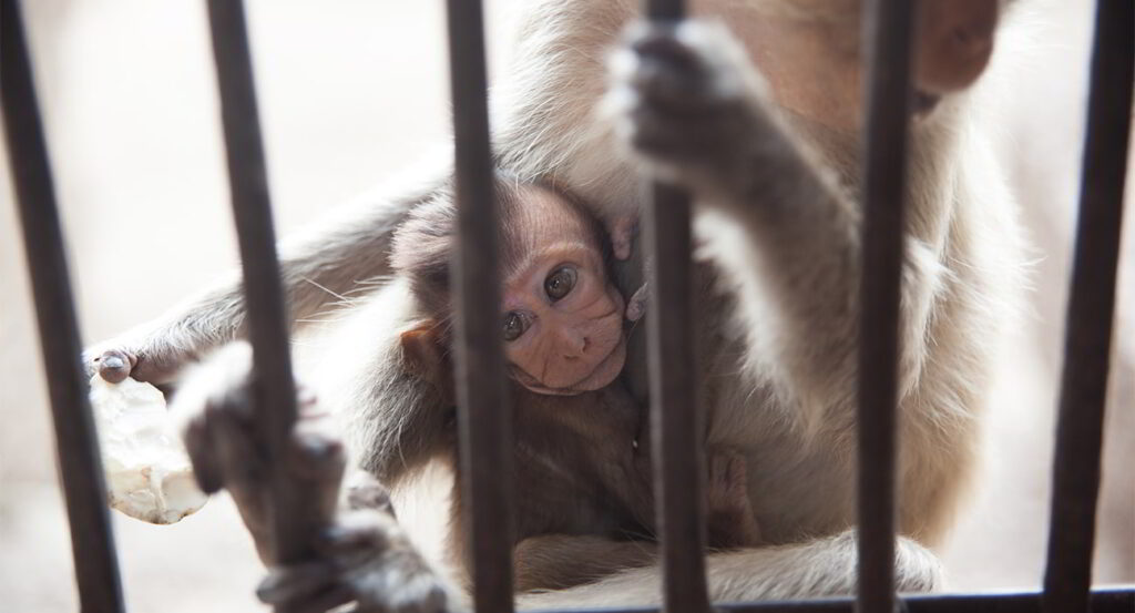Psychology Behind Animal Abuse