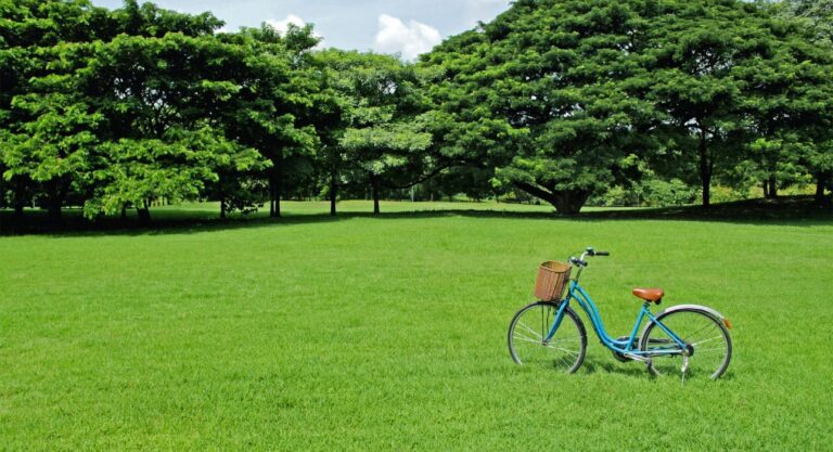 The Psychology of Green Spaces: Why Nature Heals the Mind