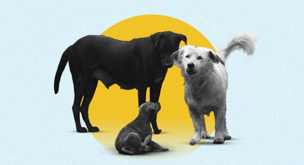 Are We Losing Our Humanity Toward Animals? | A Psychological Insight ...