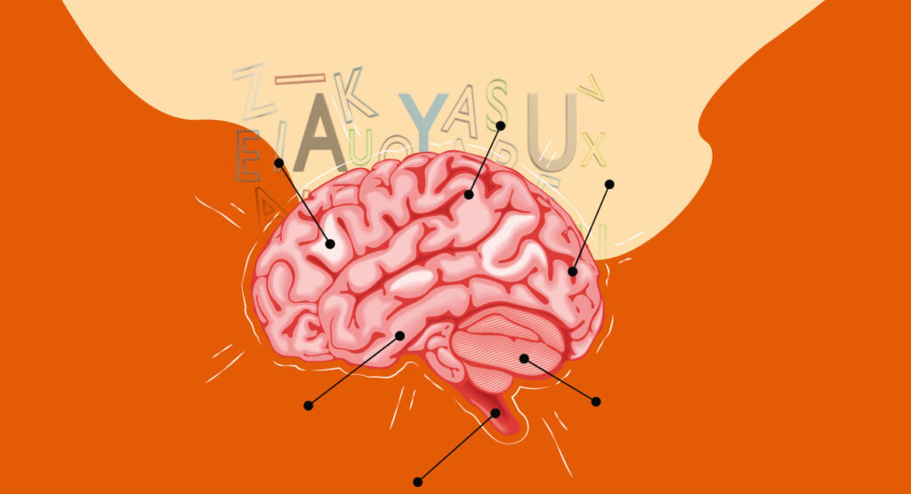 Language Development and Brain Networks: A Cognitive and Psychological ...